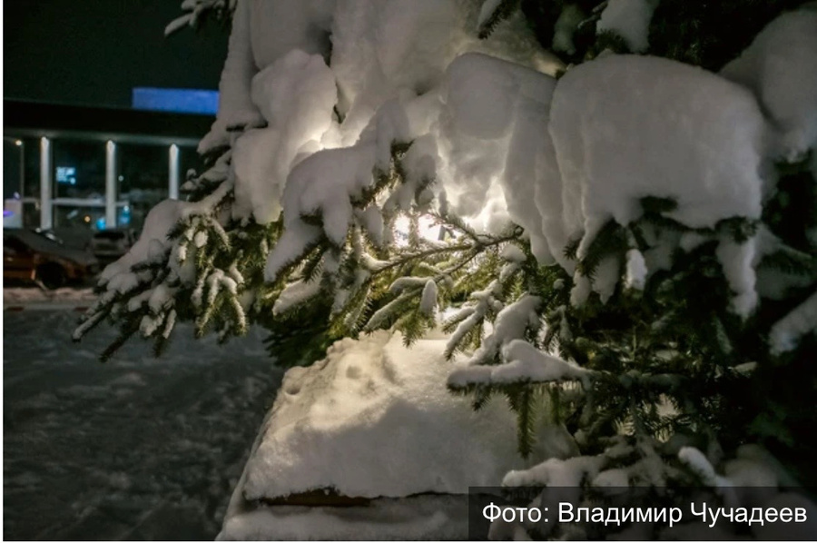 Во Владимире начали работу ёлочные базары